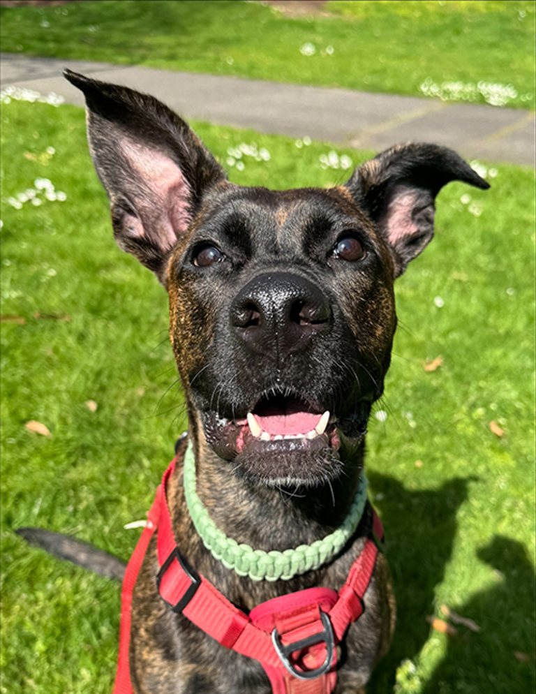 Dogs are good for your health – and science backs it up - Indigo