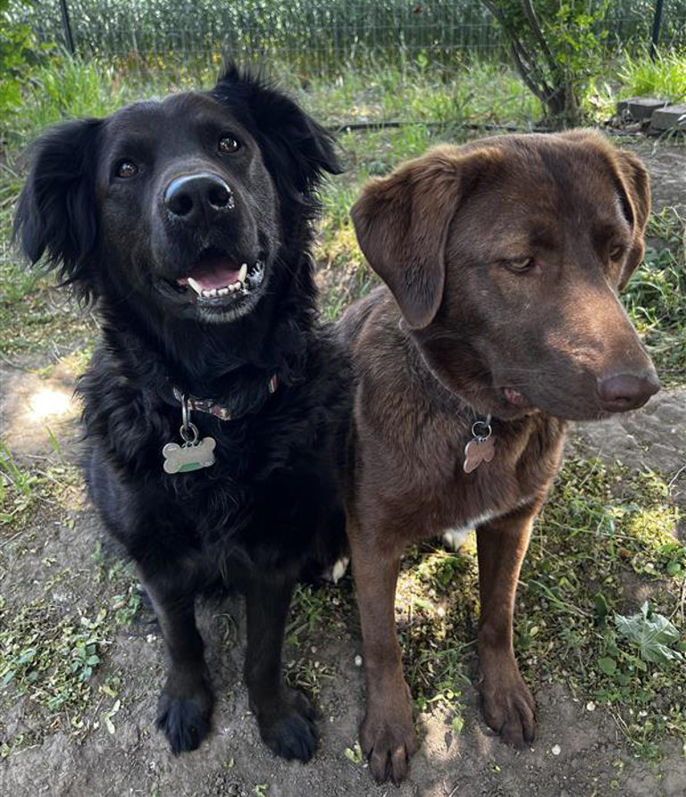 Dogs are good for your health – and science backs it up - Indigo